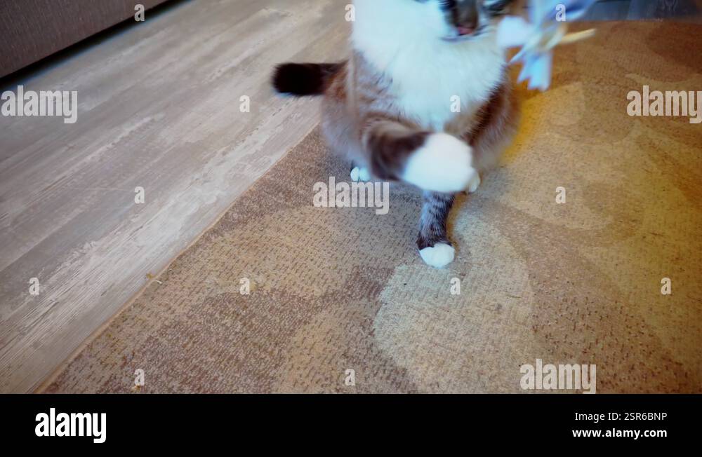 cat playing chase on a piece of paper tied to a rope Stock Video ...