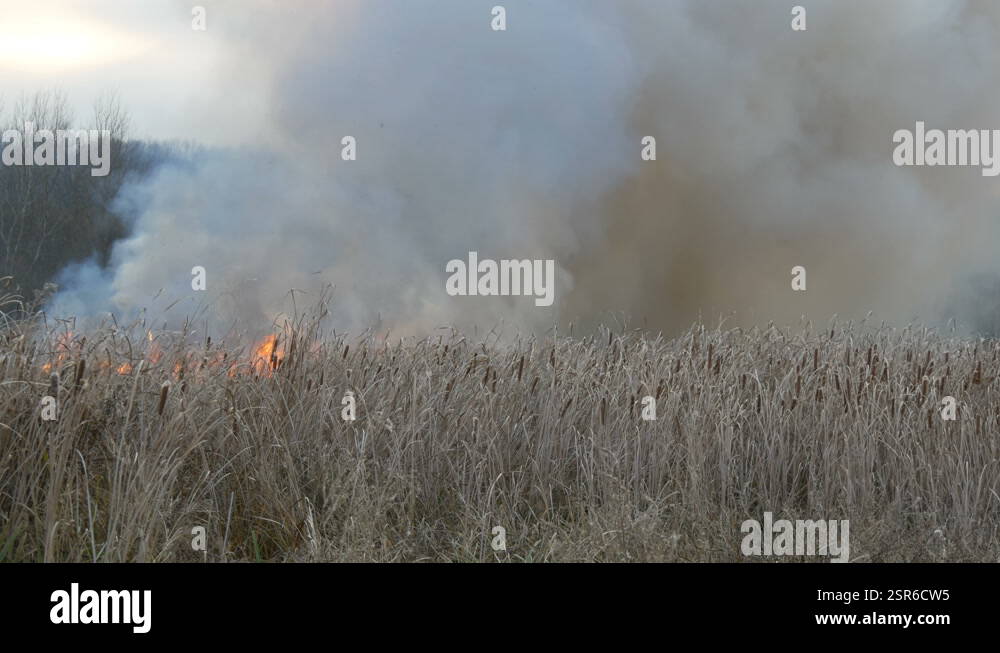 Huge smoke from a wildfire in the forest steppe. Burning dry grass and ...
