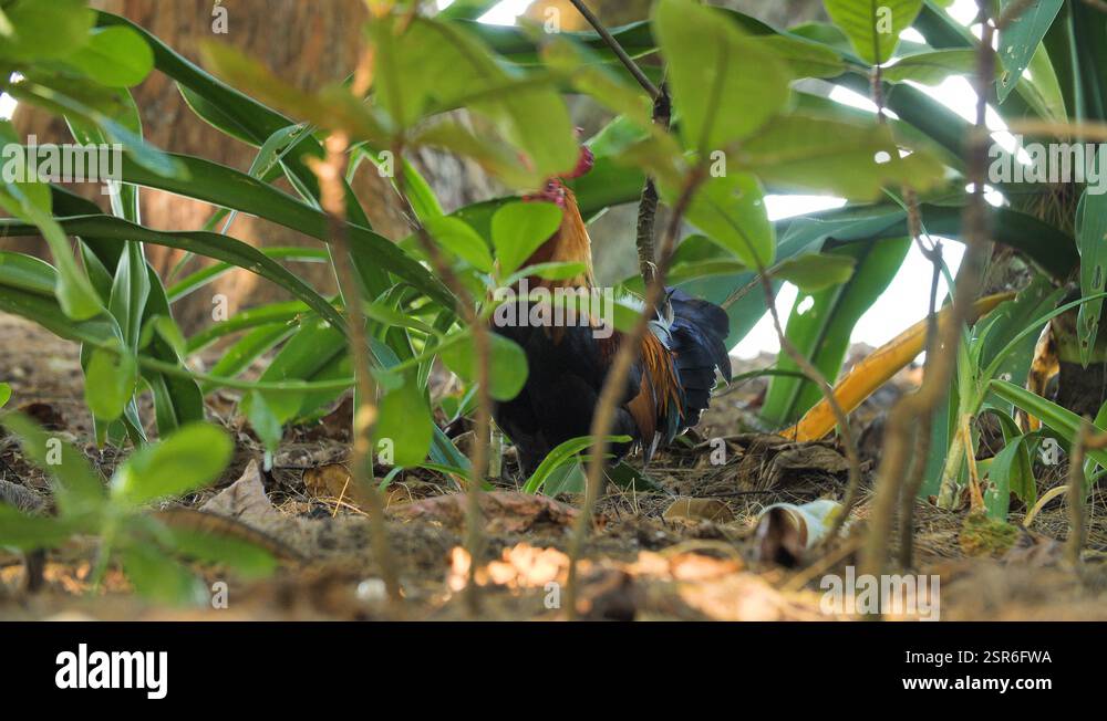 Wild Rooster Hiding in Plants Kauai Hawaii Beach Stock Video Footage ...