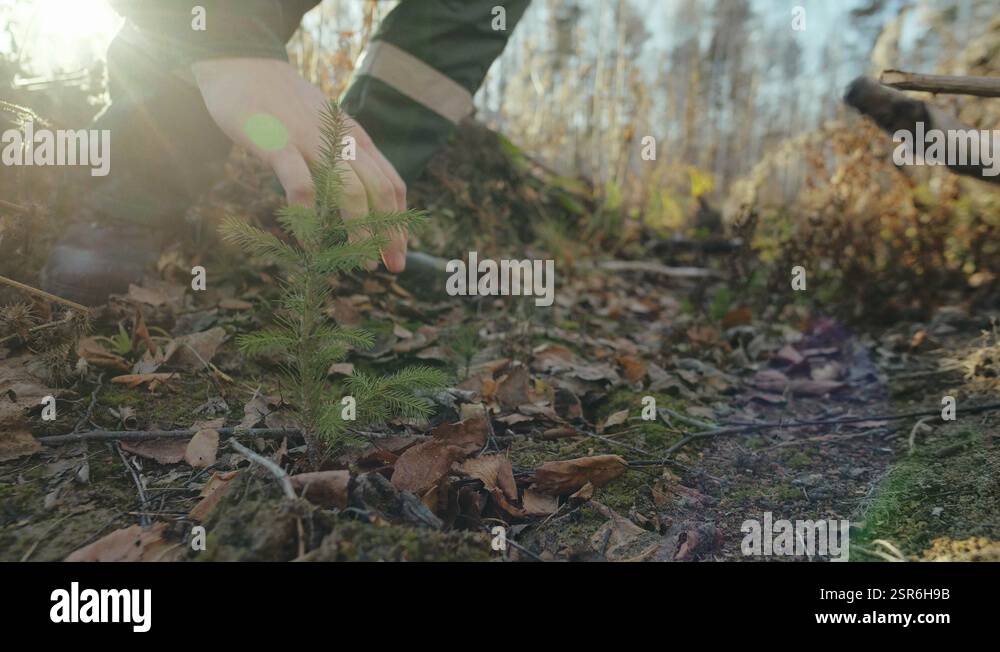 Reforestation. Control of planting young coniferous trees. Lean Forestry Stock Video Footage - Alamy