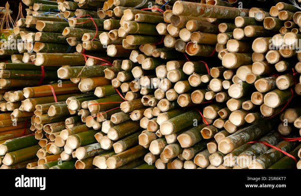 Round cross sliced bamboo trunk bundles in stack prepared for use as a ...