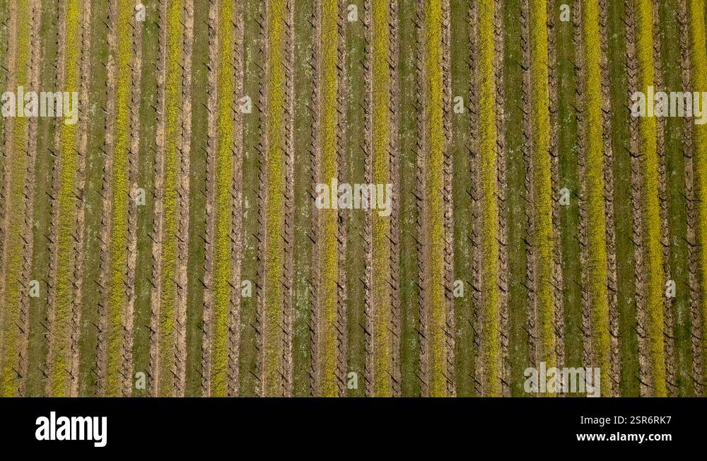 Aerial view Bordeaux Vineyard at sunrise,film by drone at spring, Entre ...