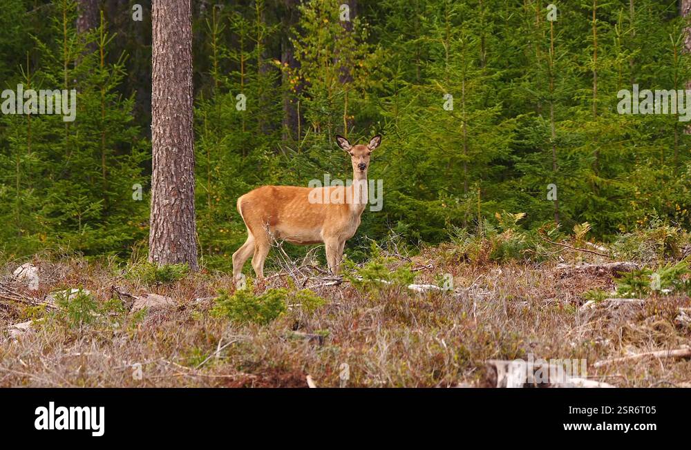 red deer female in a clearing in the forest looking watchful und ...