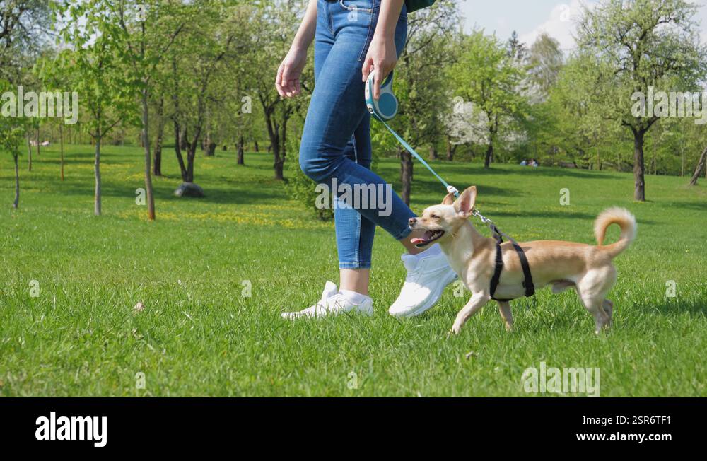 Hostess Walks Her Funny Small Dog On Leash At Green Lawn In Sunny Day ...