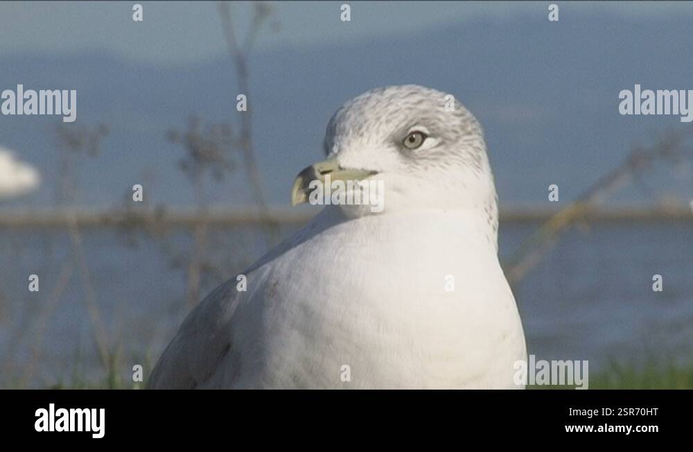 Boeing 767 with Seagull Stock Video Footage - Alamy