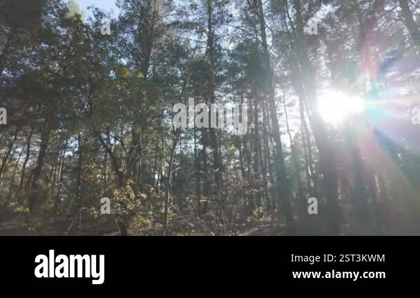 forest nature. different elements of forest nature. vegetation in the ...
