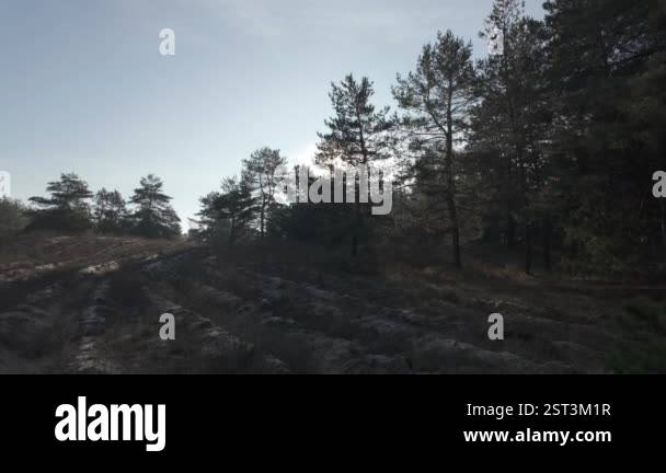 SUN THROUGH PINES. walk in the forest. hiking in the forest. natural ...