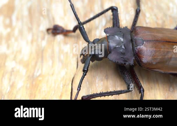 Giant Fijian longhorn beetle from island Koh Phangan, Thailand. Close ...