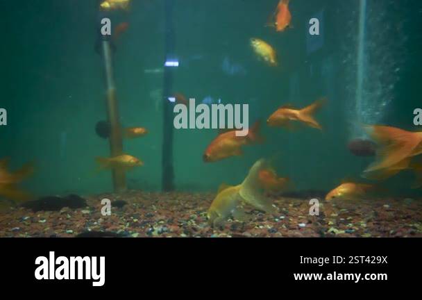 Comet Tailed Goldfish (Carassius auratus) in large aquarium at Dehradun ...