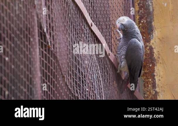 Congo african Stock Videos & Footage - HD and 4K Video Clips - Alamy