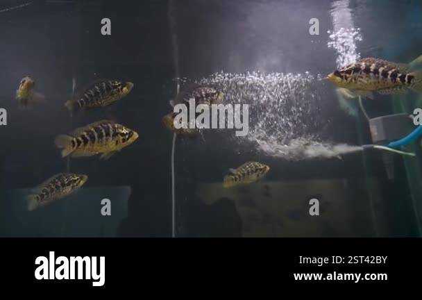 Aztec zoo Stock Videos & Footage - HD and 4K Video Clips - Alamy