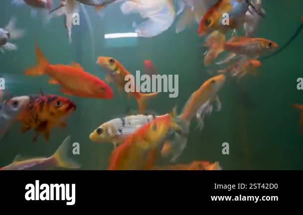 Koi Fish (Cyprinus rubrofuscus) in large aquarium at Dehradun Zoo ...