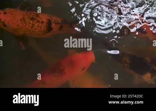 Koi Fish (Cyprinus rubrofuscus) in large aquarium at Dehradun Zoo ...
