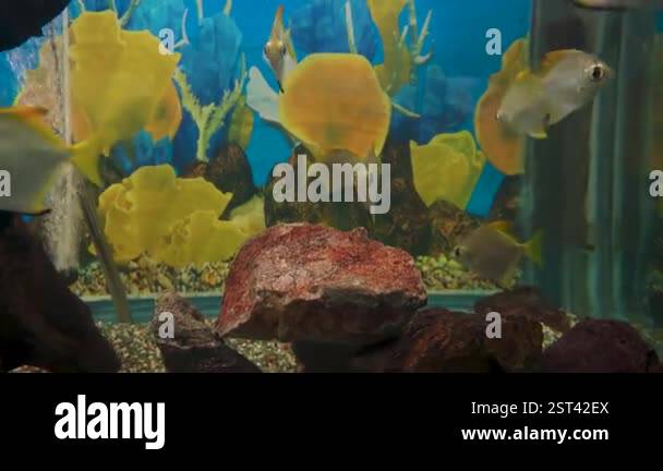 Silver Moonyfish (Monodactylus argenteus) in large aquarium at Dehradun ...