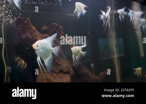 Freshwater Angelfish (Pterophyllum) in large aquarium at Dehradun Zoo ...