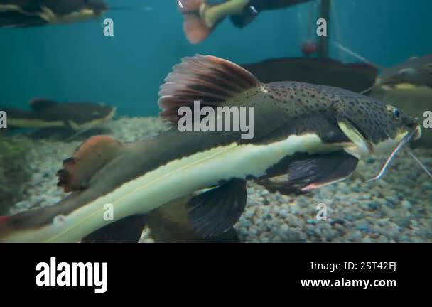 Redtail Catfish (Phractocephalus hemioliopterus) in large aquarium at ...