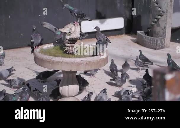 Many pigeons splash and drink water from a birdbath in the garden Stock ...