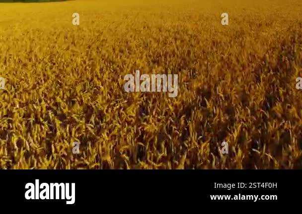 Gliding seed Stock Videos & Footage - HD and 4K Video Clips - Alamy