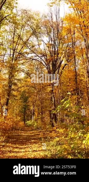 Vertical. Autumn forest. The leaves of the trees turn yellow in the ...