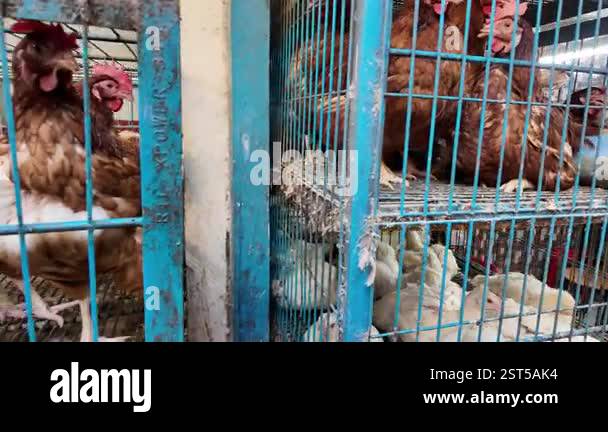 Brown chickens are seen in cages during a busy market day Stock Video ...