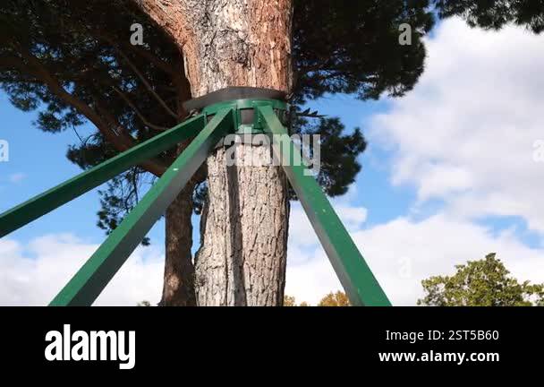 A sturdy support structure is placed around a tree to promote its ...