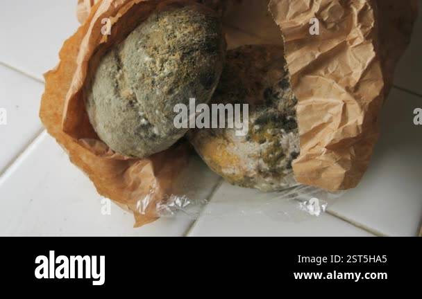 Close up of moldy bread covered in green white and yellow mold sitting ...