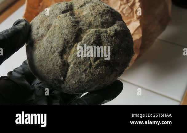Close up of a person wearing black gloves holding a heavily moldy bread ...