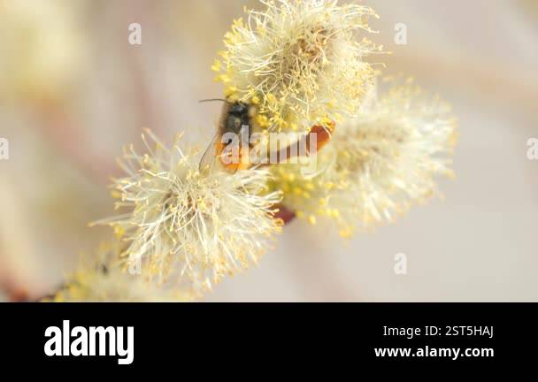 A red-tailed bumblebee gathers pollen from soft, blooming willow ...