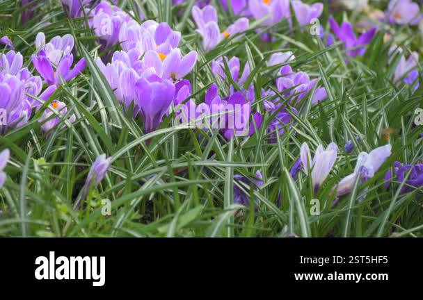 A stunning display of purple crocuses spreads across the ground ...