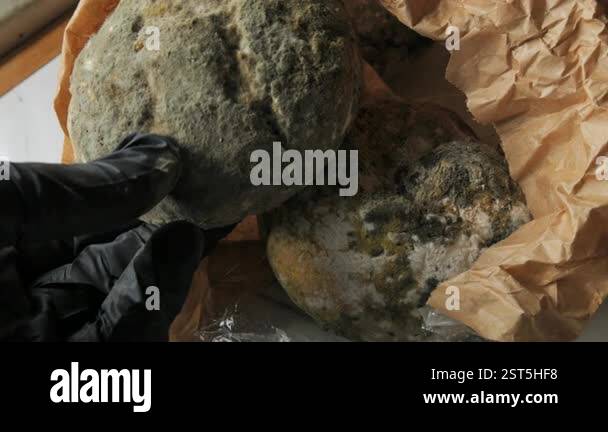 Advanced decomposition Stock Videos & Footage - HD and 4K Video Clips - Alamy