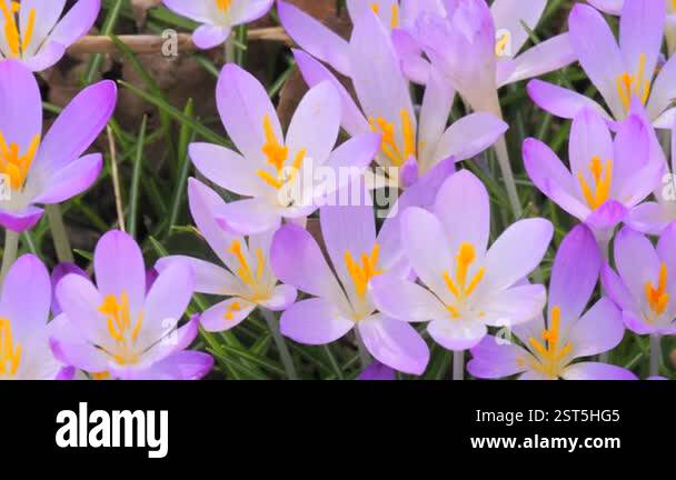 A mesmerizing close-up of vibrant purple crocuses, showcasing their ...