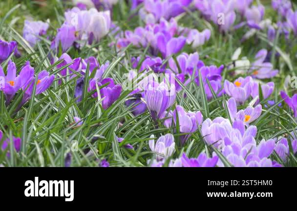 A stunning display of purple crocuses spreads across the ground ...