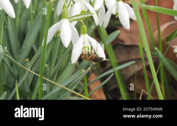 Snowdrops symbolize the awakening of nature and the arrival of the ...