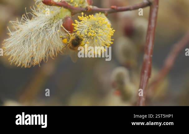 A red-tailed bumblebee gathers pollen from soft, blooming willow ...