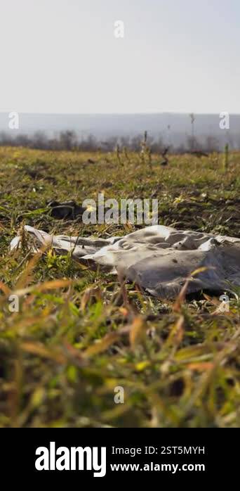 Wind blown garbage Stock Videos & Footage - HD and 4K Video Clips - Alamy
