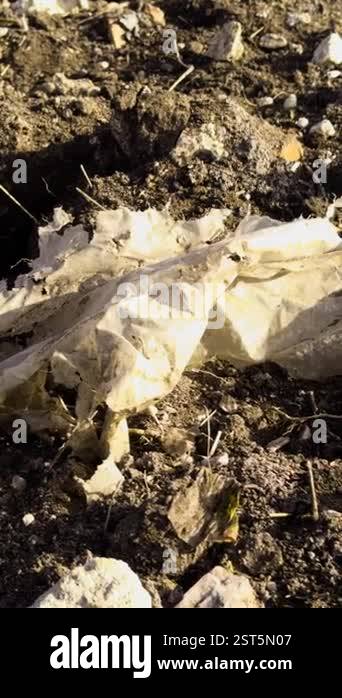 Forest land full of plastic garbage brought by the wind. Land pollution ...