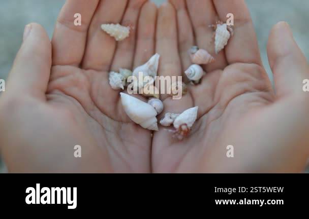 Beach shells treasures. Person holding hermit crabs in hands on beach ...