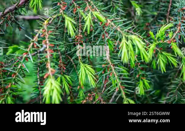 Juniper texture Stock Videos & Footage - HD and 4K Video Clips - Alamy