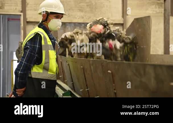 A dedicated worker in safety gear observes the efficient sorting of ...