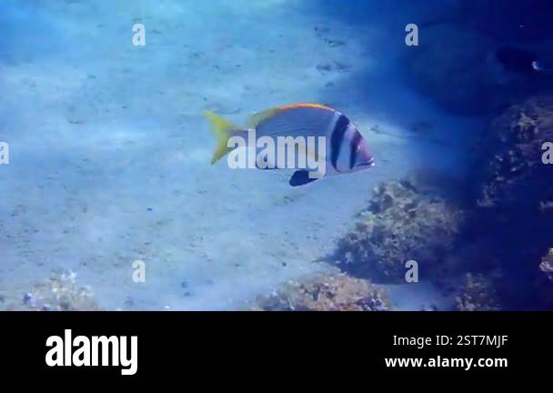 Double-bar bream, scientific name is Acanthopagrus bifasciatus is a ...