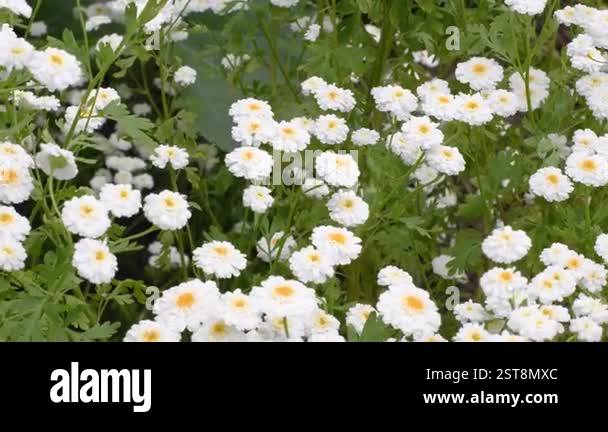 Tanacetum parthenium in Latin or Feverfew double white flowers with ...