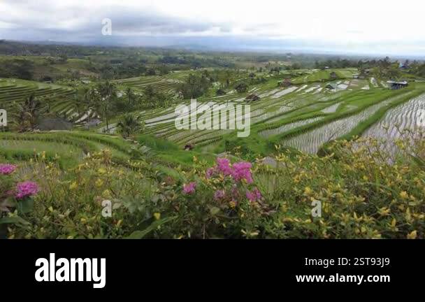 The contoured rice terrace on the hills irrigated using an impressive ...