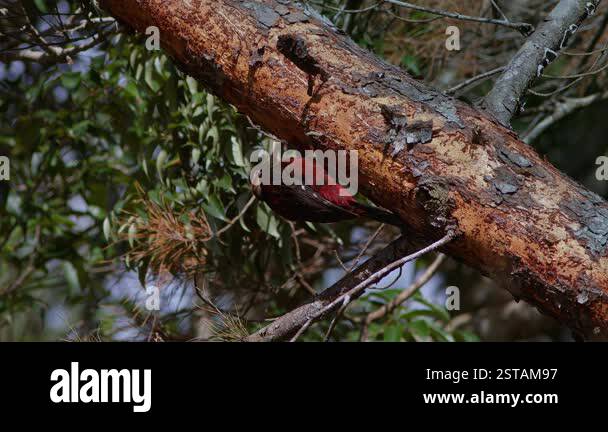 60 fps of an Okinawa woodpecker chipping away at a pine tree in Yanbaru ...