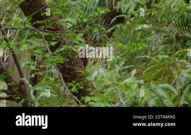 An endangered Okinawa woodpecker chipping away at a pine tree in ...