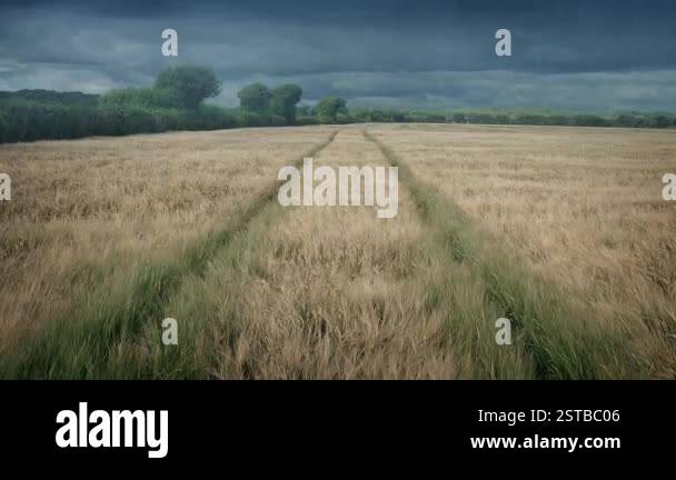 Barley harvest scotland Stock Videos & Footage - HD and 4K Video Clips ...