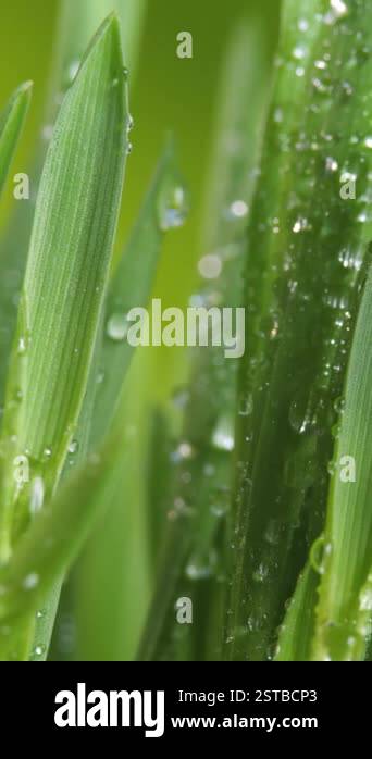Green grass with morning dew. Texture bokeh background. Beauty in nature. Bright shiny droplets ...