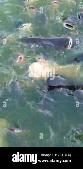 Feeding many big catfish in pond water. Animal care or pet zoo concept ...