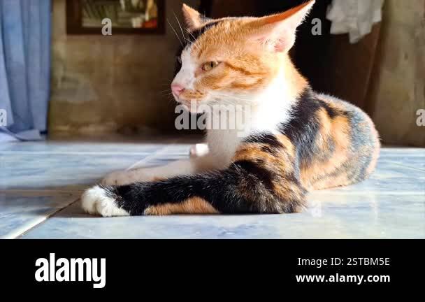 A beautiful calico cat with unique black and orange spots on her face ...