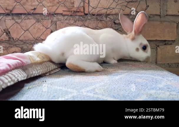 A close-up shot of a white rabbit with brown spots, playing on a gray ...