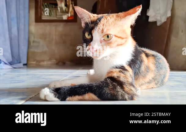 A beautiful calico cat with unique black and orange patches on her face ...